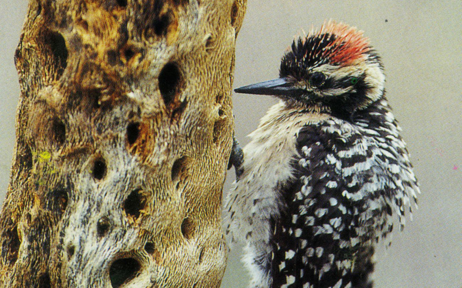 Ann Craven: Animals Birds Flowers Moons, 2021 — KARMA